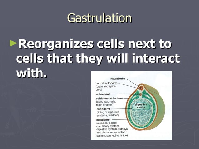Fertilization and Development | PPT