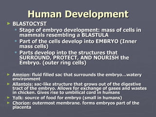Fertilization and Development | PPT