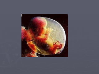 Fertilization and Development | PPT