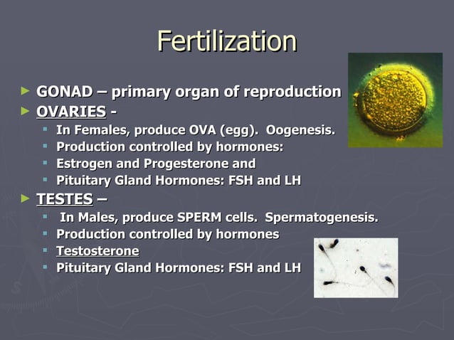 Fertilization and Development | PPT