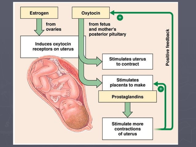 Fertilization and Development | PPT