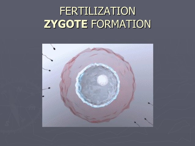 Fertilization and Development | PPT