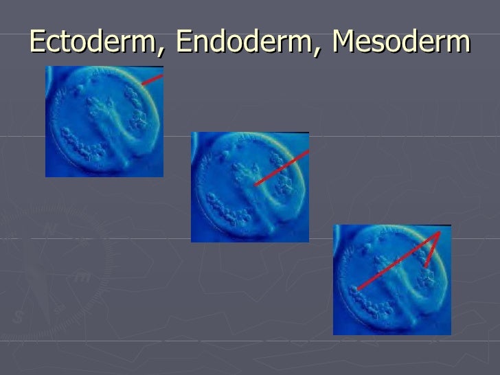 Fertilization and Development