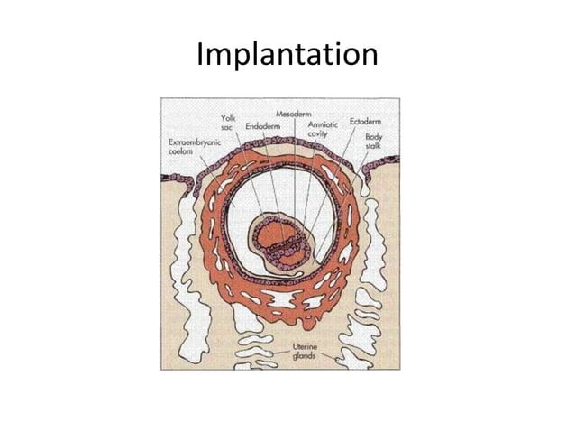 Fertilization and development of conceptus | PPTX | Pregnancy ...