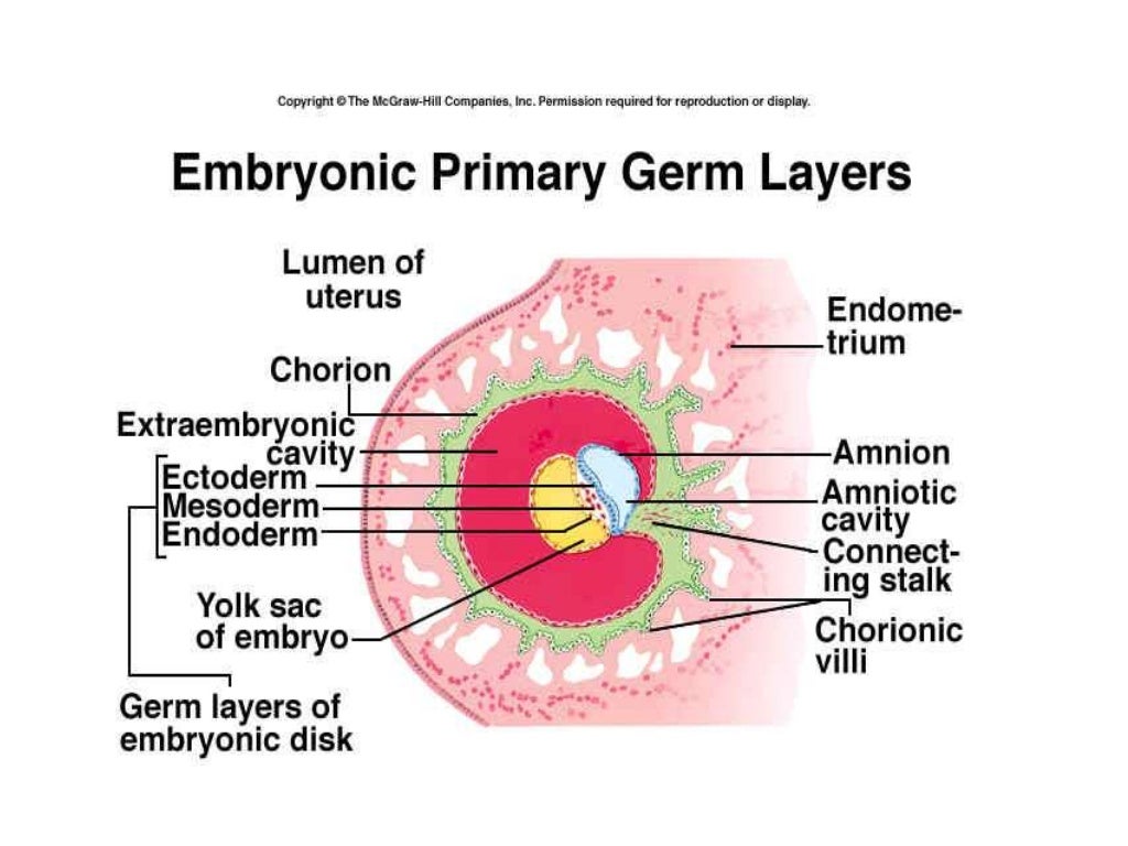 Fertilization and development of conceptus