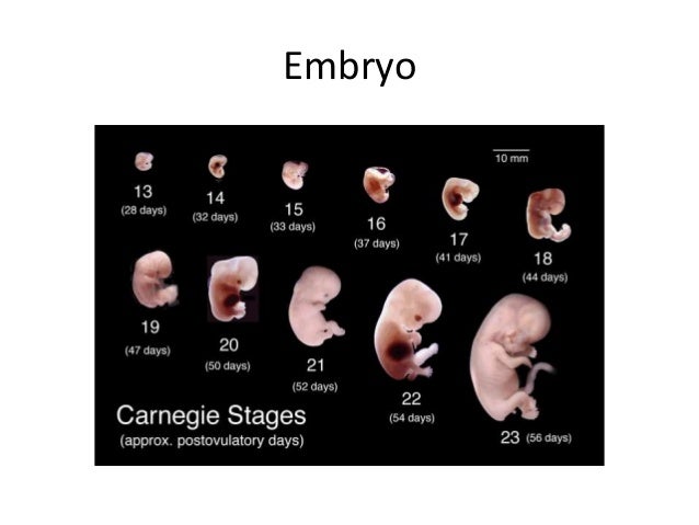 10 Days After Ovulation Embryo Development