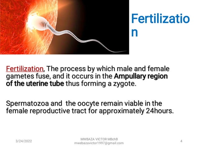 fertilization and fetogenesis by mwebaza victor.pdf