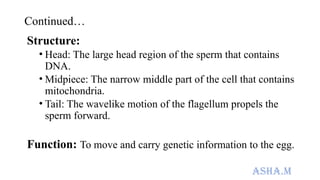 Fertilization and fetal development ppt | PPTX