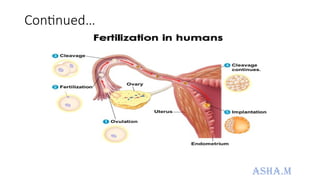 Fertilization and fetal development ppt | PPTX