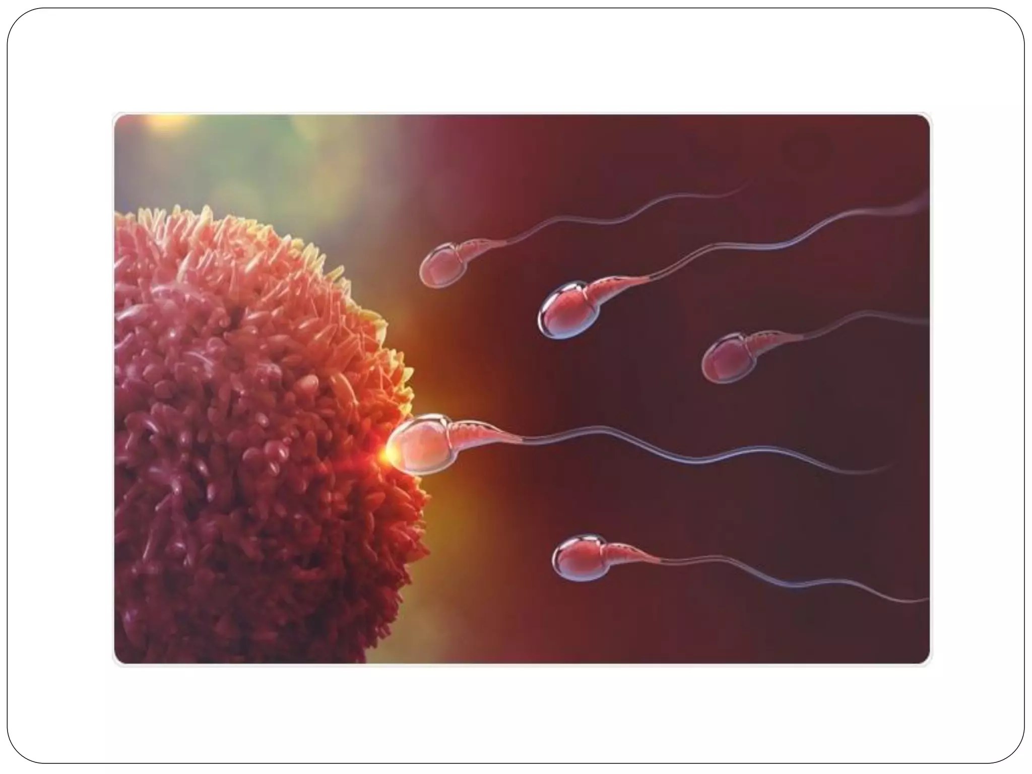 fertilization and implantation-converted.pdf