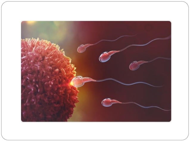 fertilization and implantation-converted.pdf