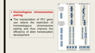 Fertilization barriers and chromosomal manipulation | PPTX