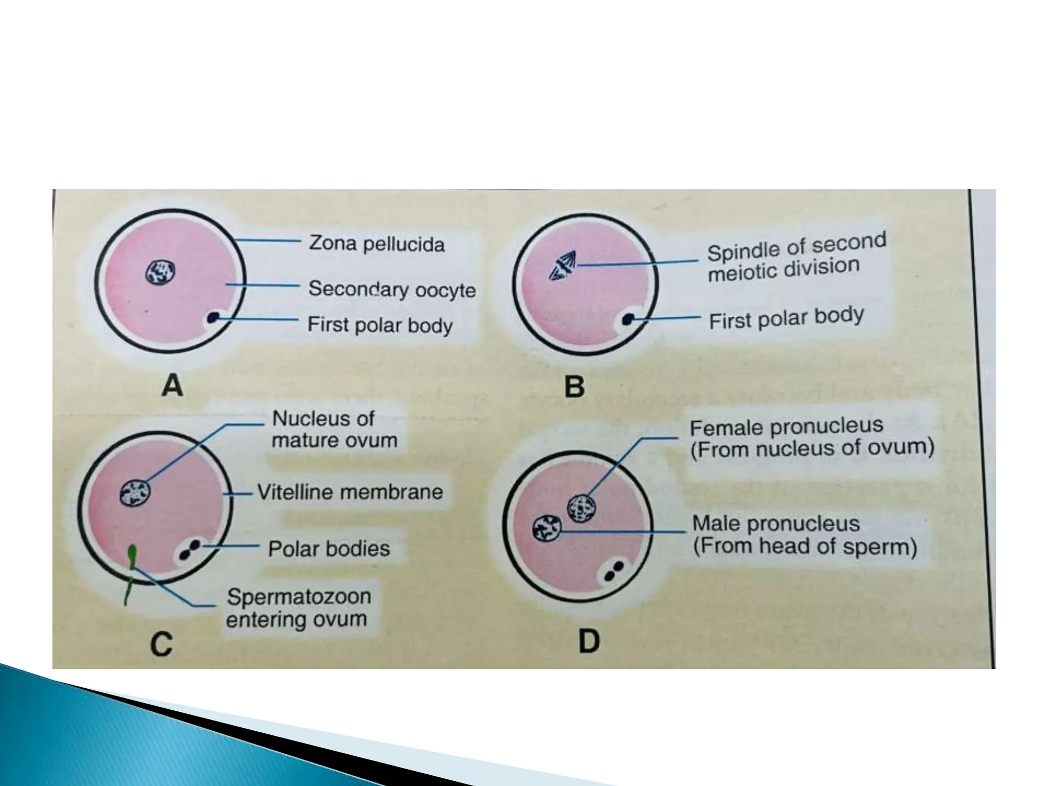 embryology : fertilization and cleavage. | PPTX
