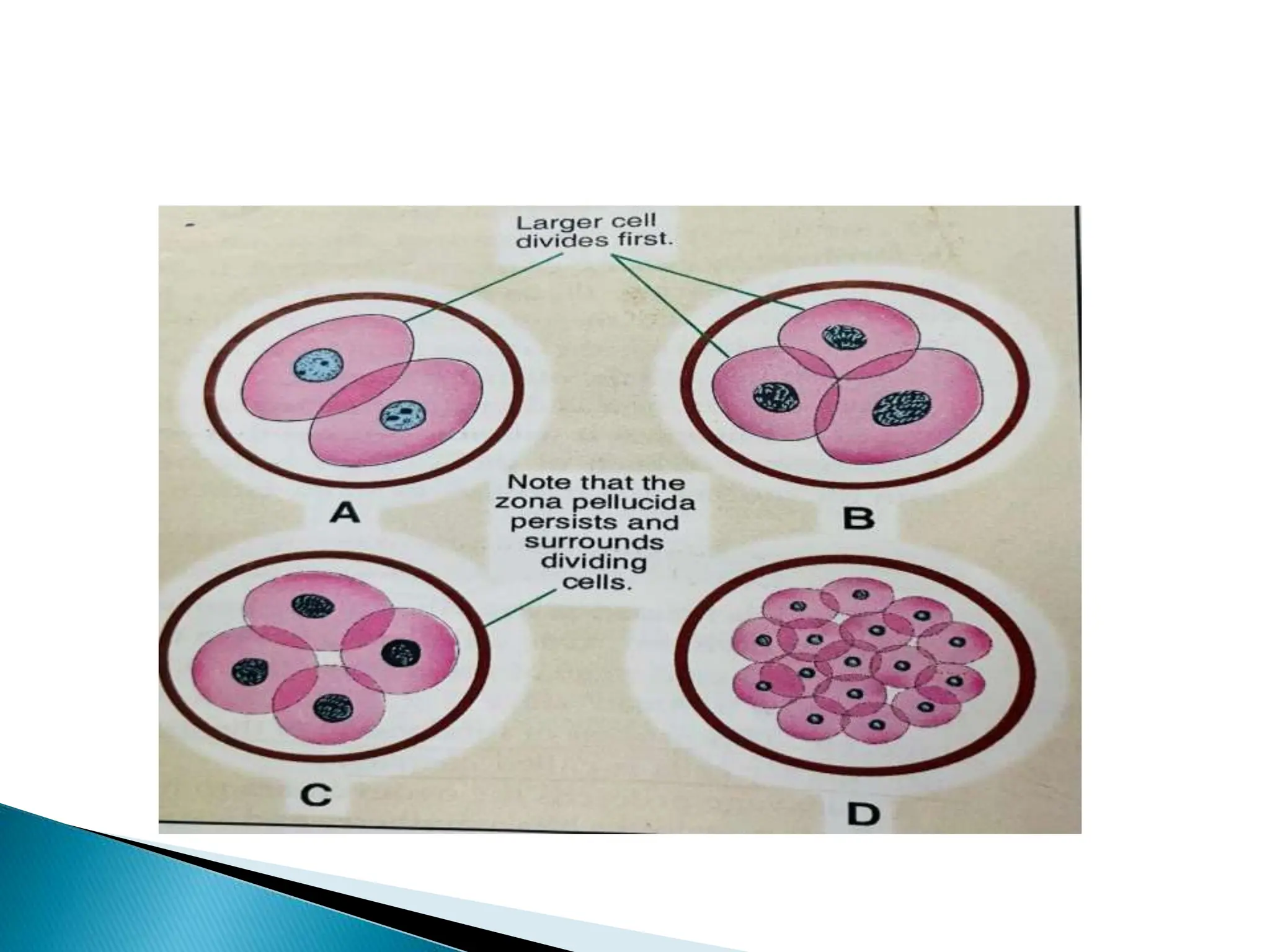 embryology : fertilization and cleavage. | PPTX