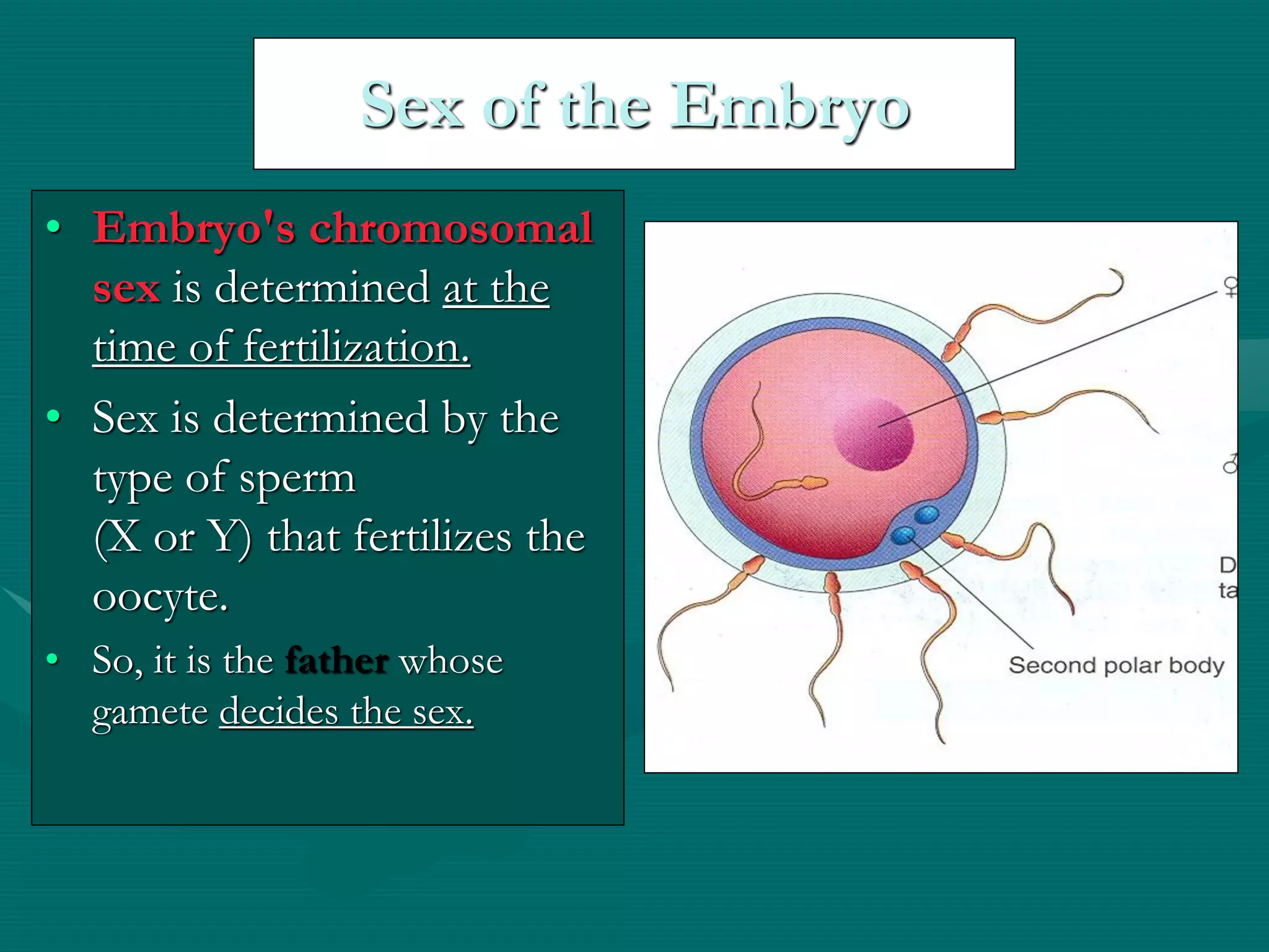 Fertilization conception fetal development | PDF