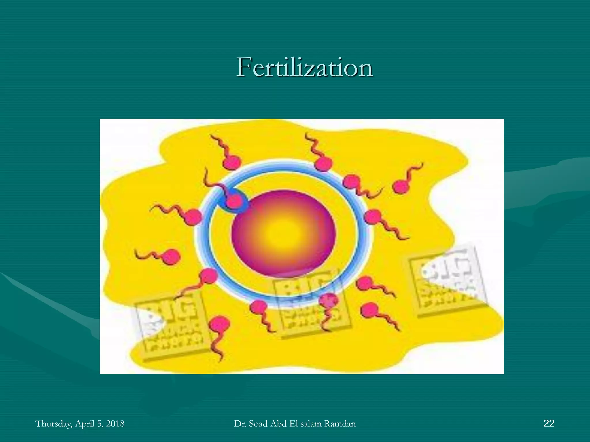 Fertilization conception fetal development | PPT