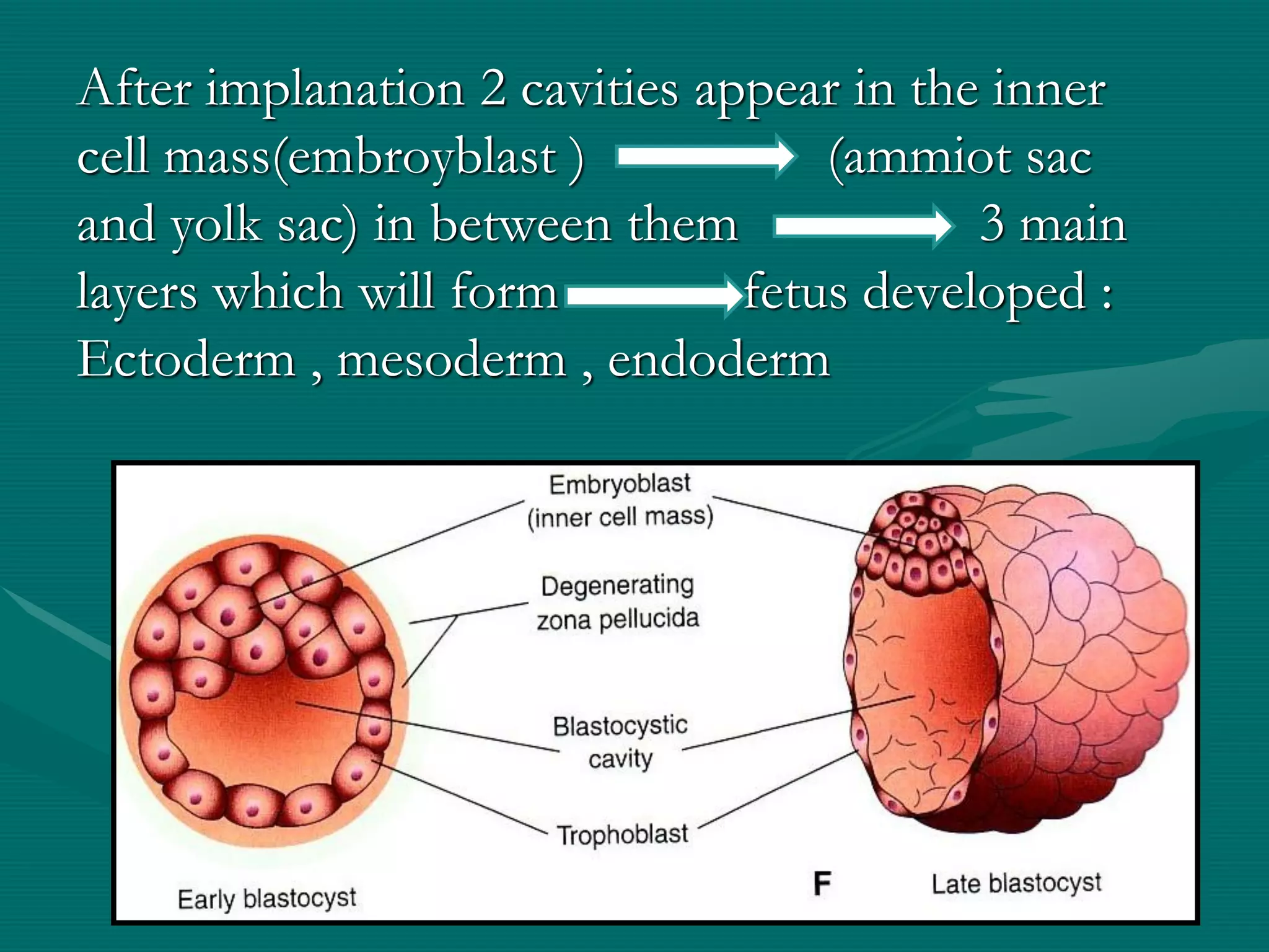 Fertilization conception fetal development | PDF