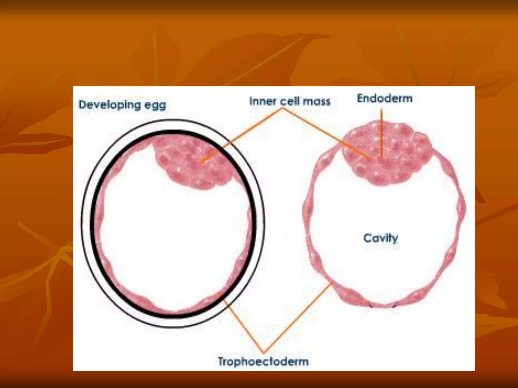 Fertilization & Fetal Development.pdf