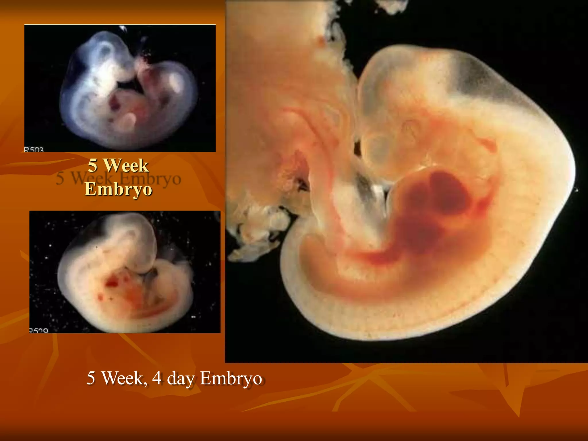 Fertilization & Fetal Development.pdf