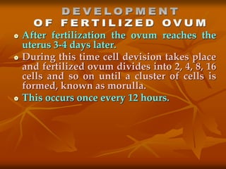 Fertilization & Fetal Development.pdf