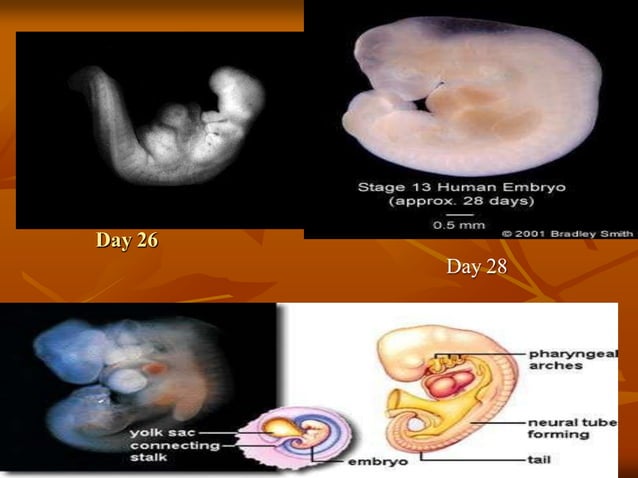 Fertilization & Fetal Development.pdf