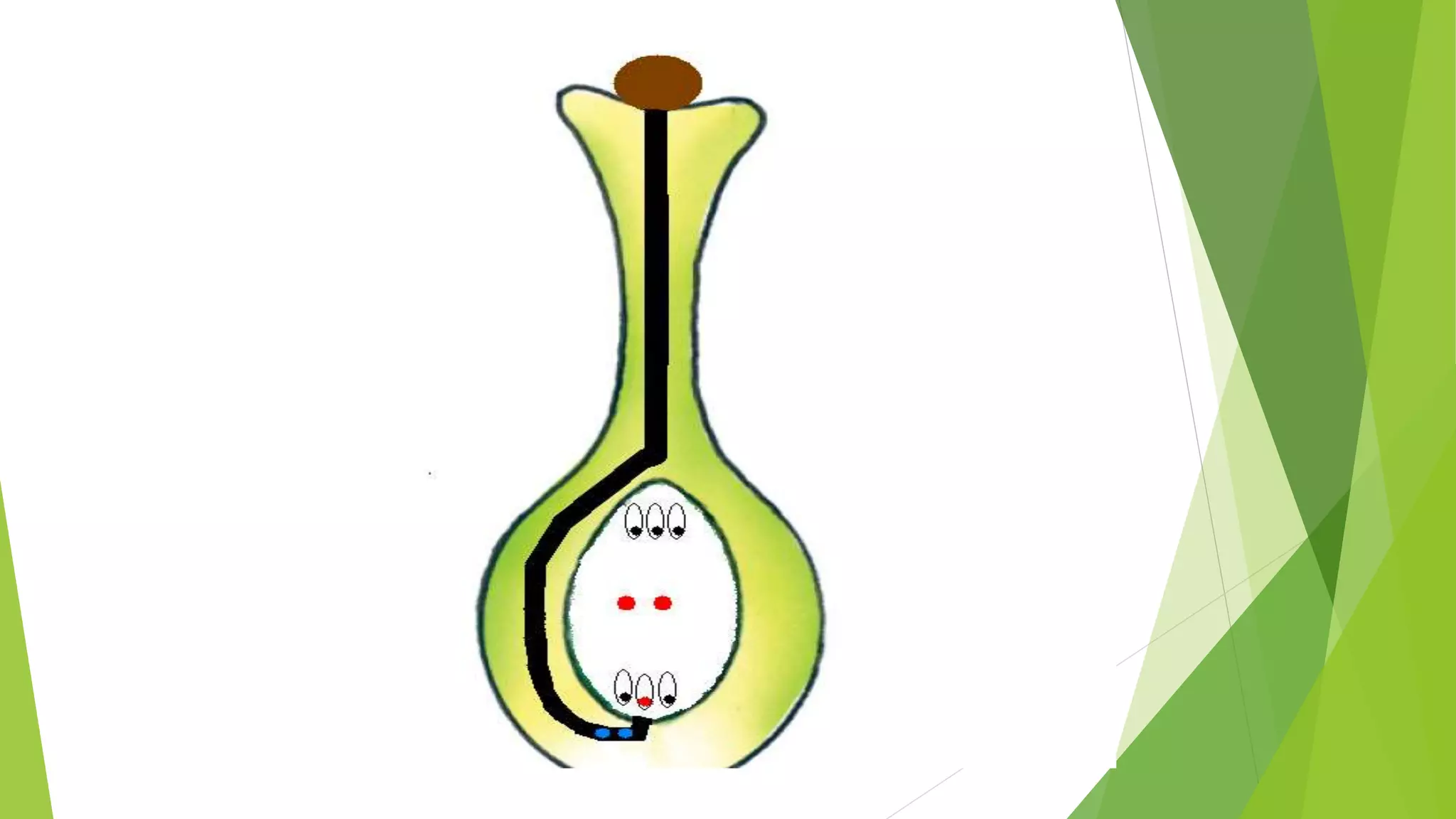 Fertilization in plants ( Double fertilization, syngamy, triple fusion ...