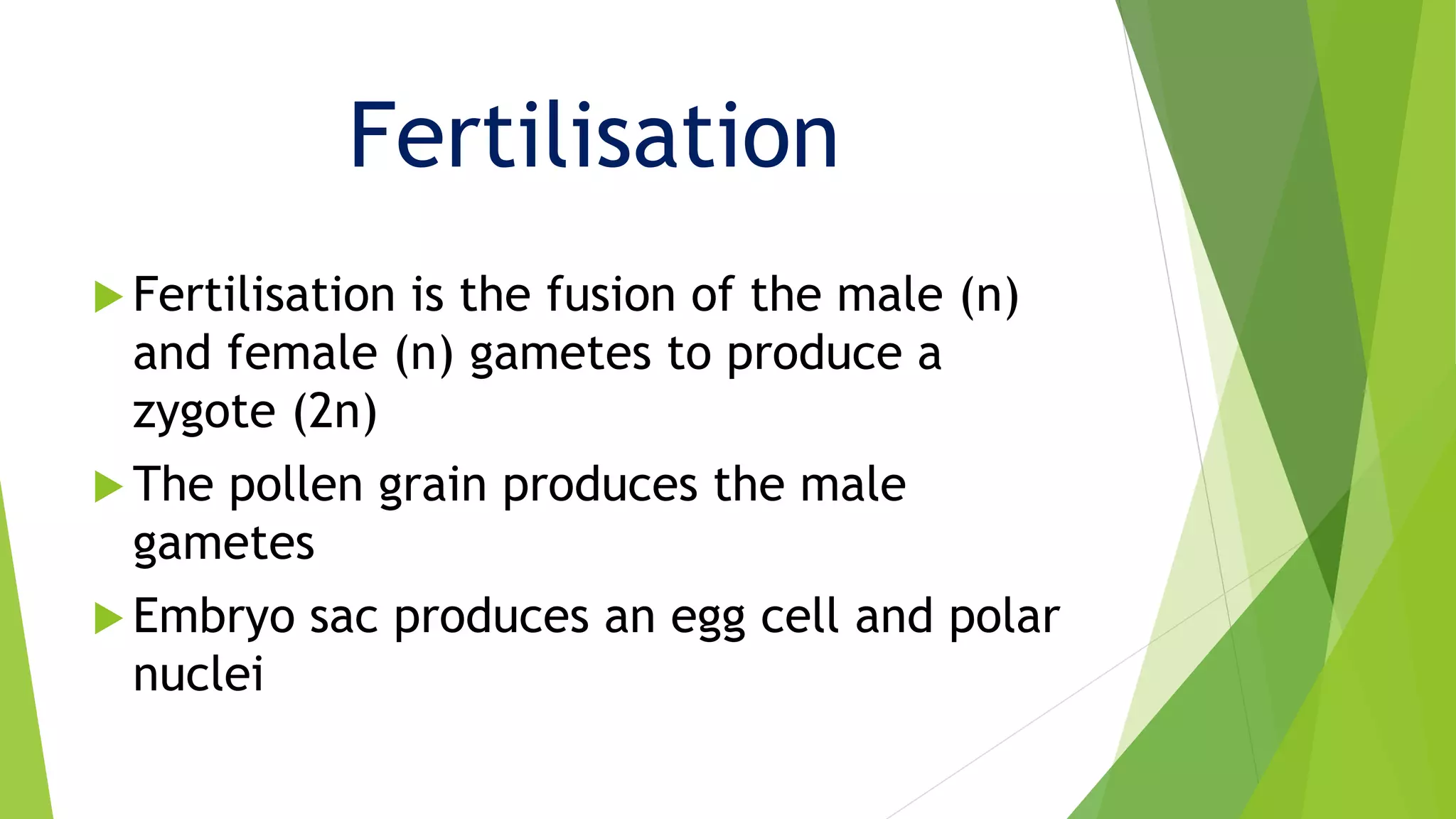 Fertilization in plants ( Double fertilization, syngamy, triple fusion ...