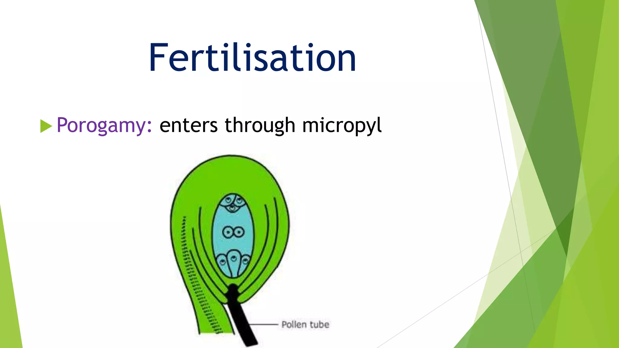 Fertilization in plants ( Double fertilization, syngamy, triple fusion ...