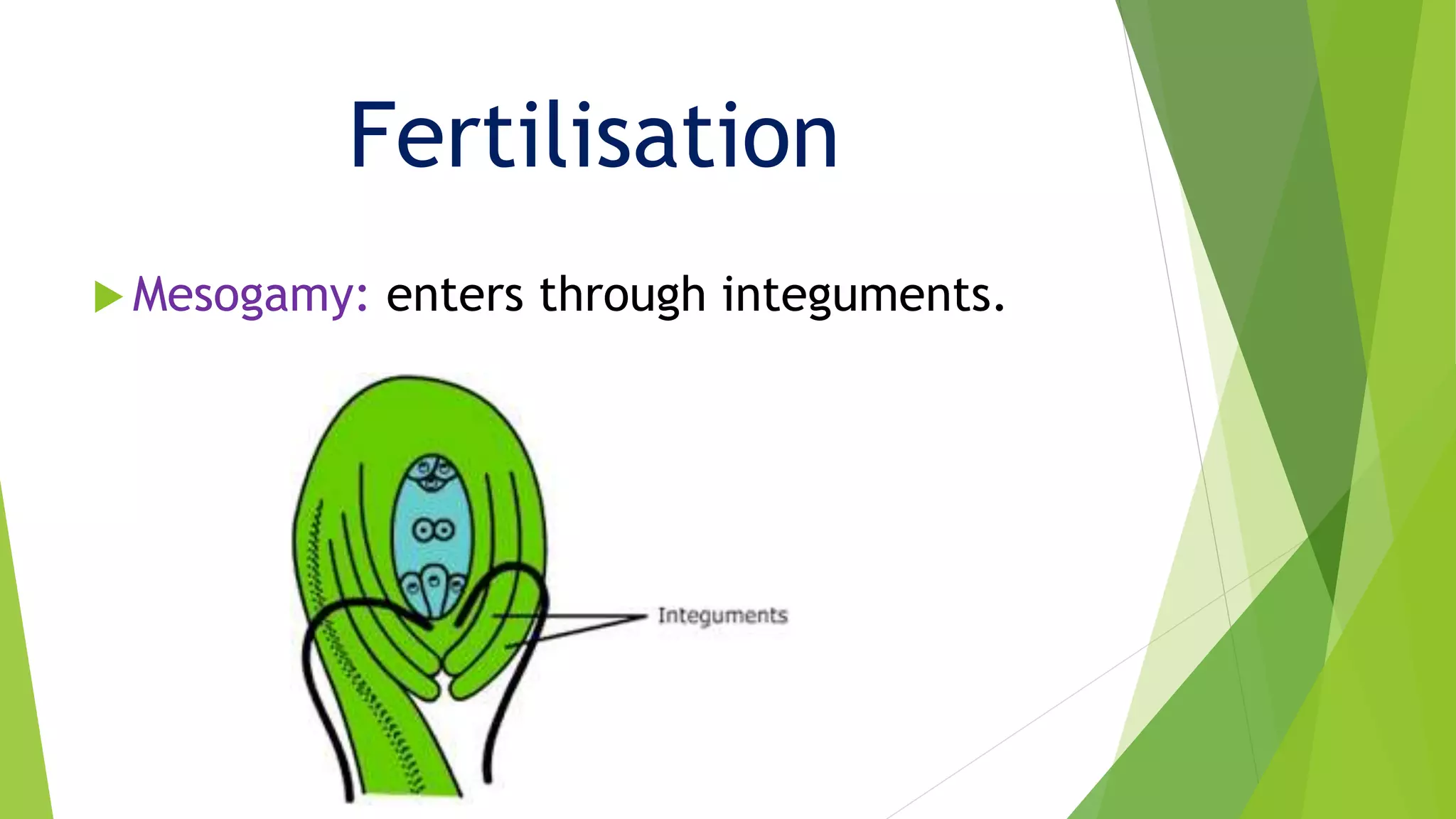 Fertilization in plants ( Double fertilization, syngamy, triple fusion ...