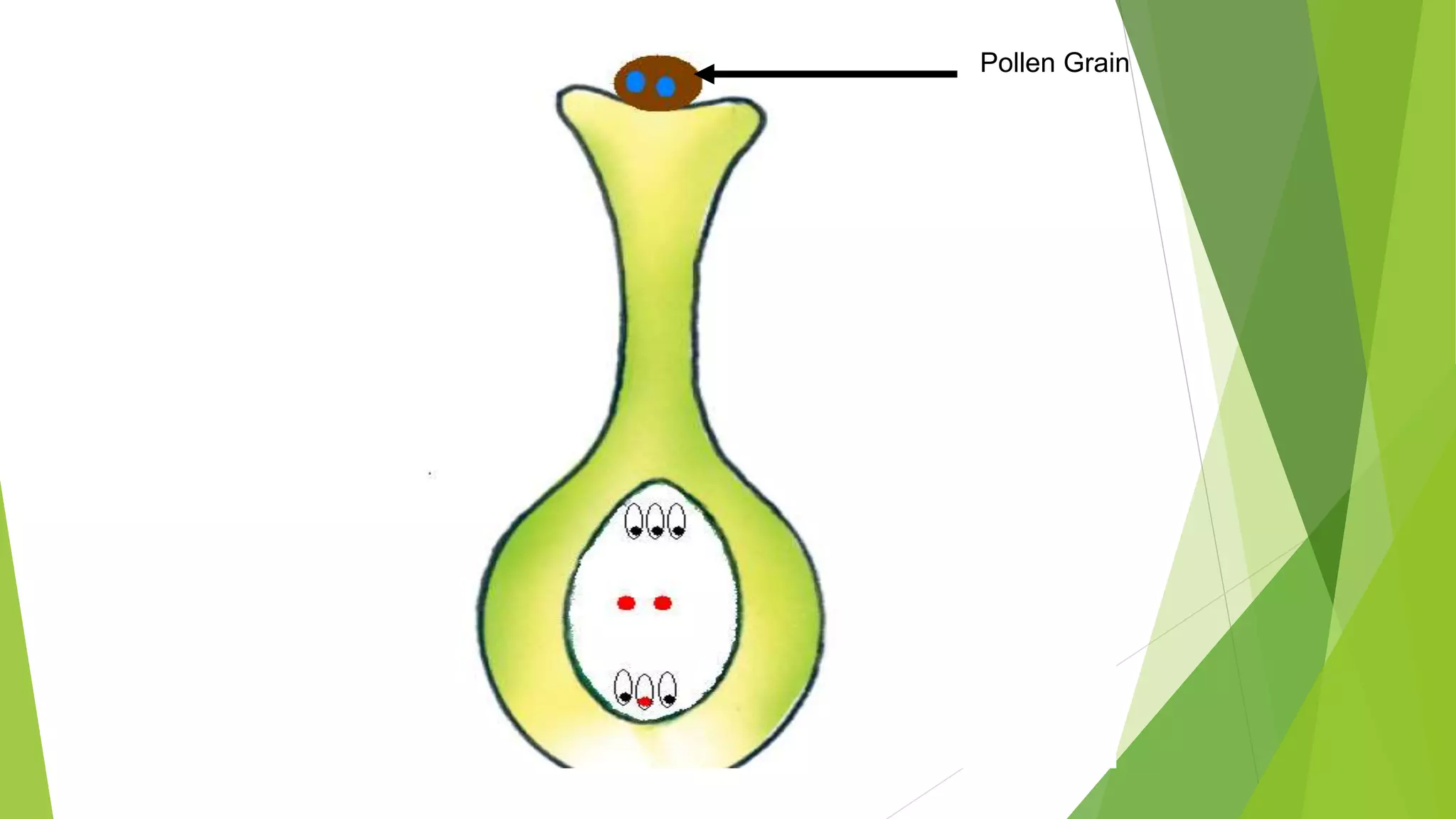 Fertilization in plants ( Double fertilization, syngamy, triple fusion ...