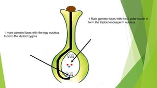Fertilization in plants ( Double fertilization, syngamy, triple fusion ...