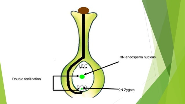 Fertilization in plants ( Double fertilization, syngamy, triple fusion ...