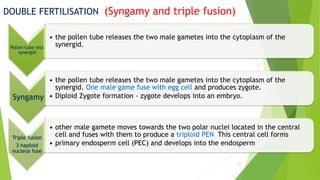 Fertilization in plants ( Double fertilization, syngamy, triple fusion ...