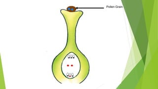 Fertilization in plants ( Double fertilization, syngamy, triple fusion ...