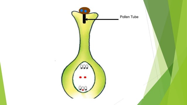 Fertilization in plants ( Double fertilization, syngamy, triple fusion ...