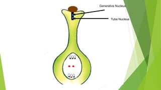 Fertilization in plants ( Double fertilization, syngamy, triple fusion ...