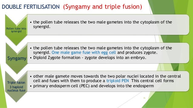 Fertilization in plants ( Double fertilization, syngamy, triple fusio…