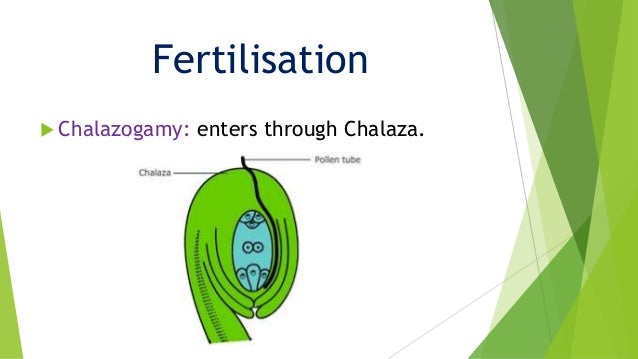 Fertilization in plants ( Double fertilization, syngamy, triple fusio…