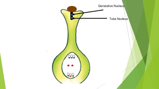 Fertilization in plants ( Double fertilization, syngamy, triple fusio…