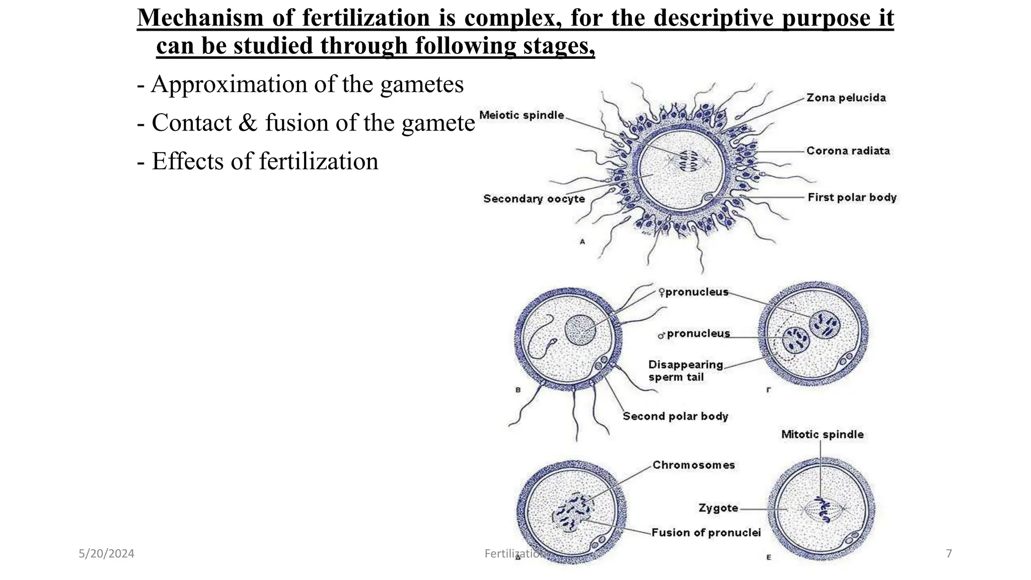 fertilization for public health students HO2016.pptx