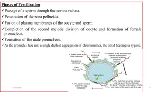 fertilization for public health students HO2016.pptx | Infertility ...