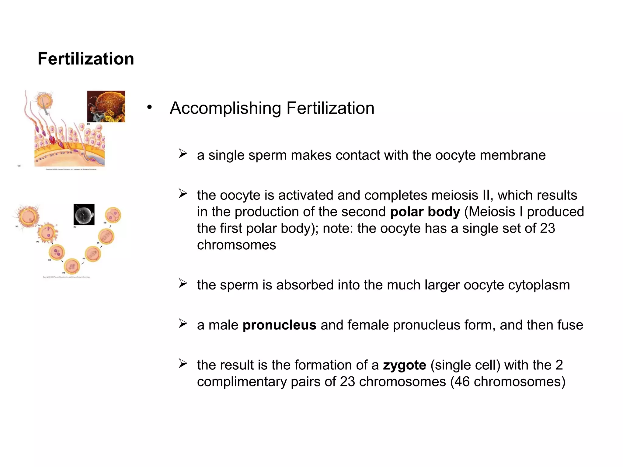 Fertilization, implantaion and embryology | PPT