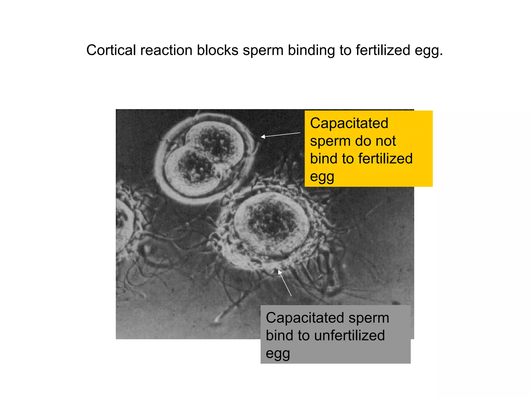 Fertilization, implantaion and embryology | PPT