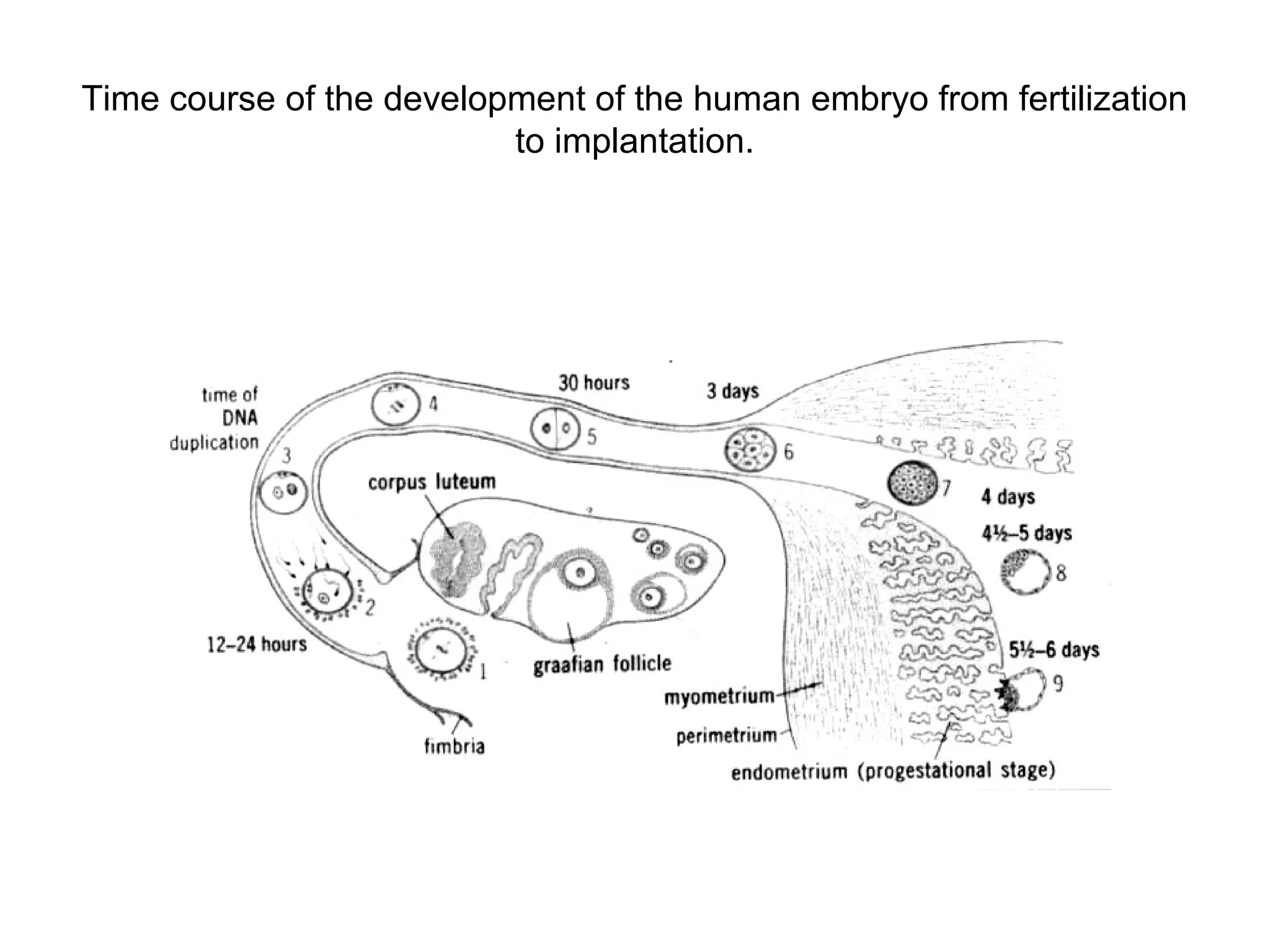 Fertilization, implantaion and embryology | PPT