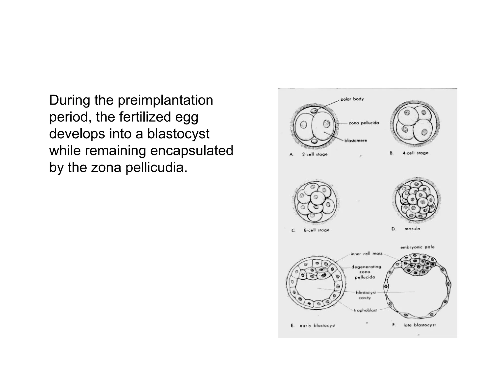 Fertilization, implantaion and embryology | PPT