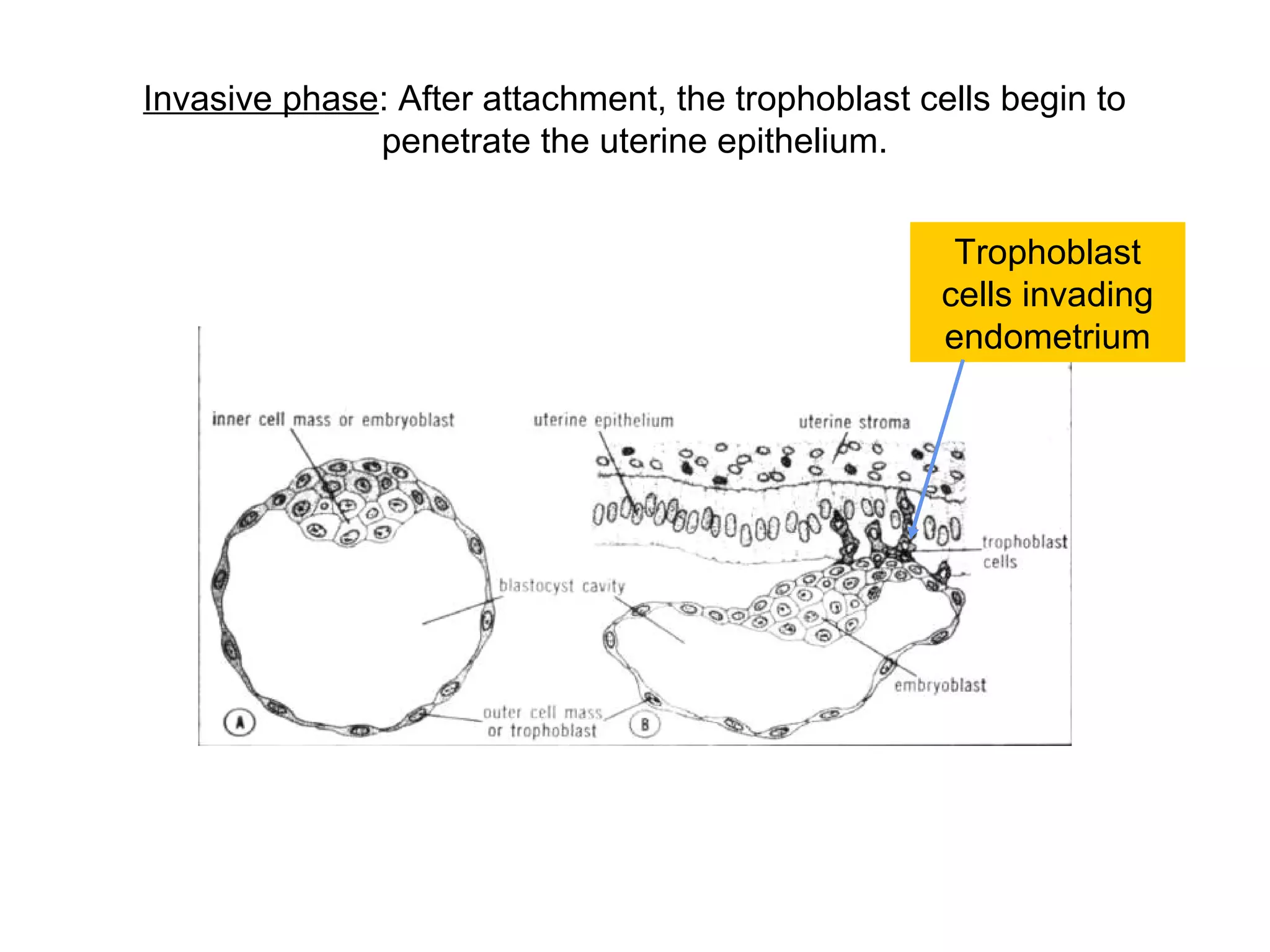 Fertilization, implantaion and embryology | PPT