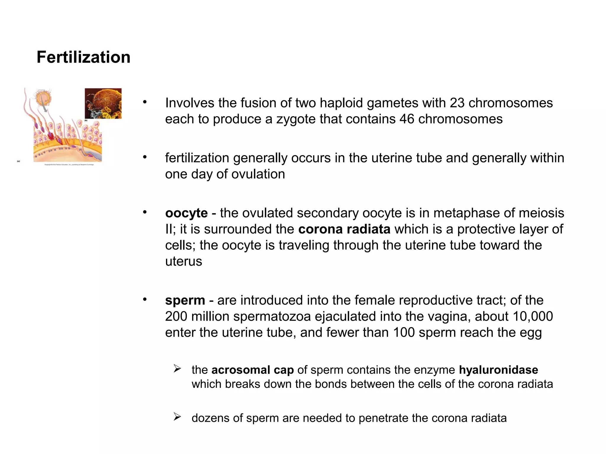 Fertilization, implantaion and embryology | PPT