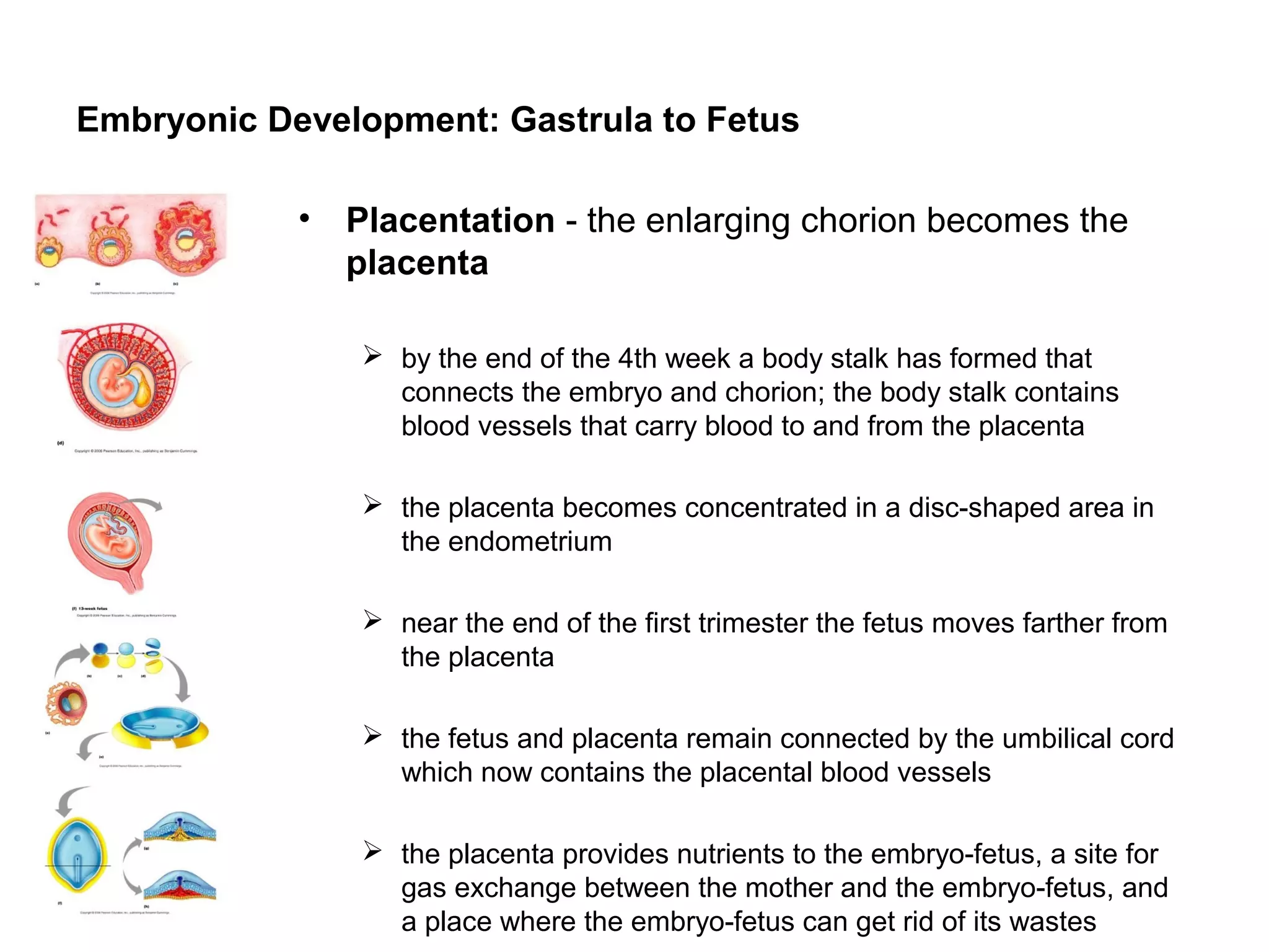 Fertilization, implantaion and embryology | PPT