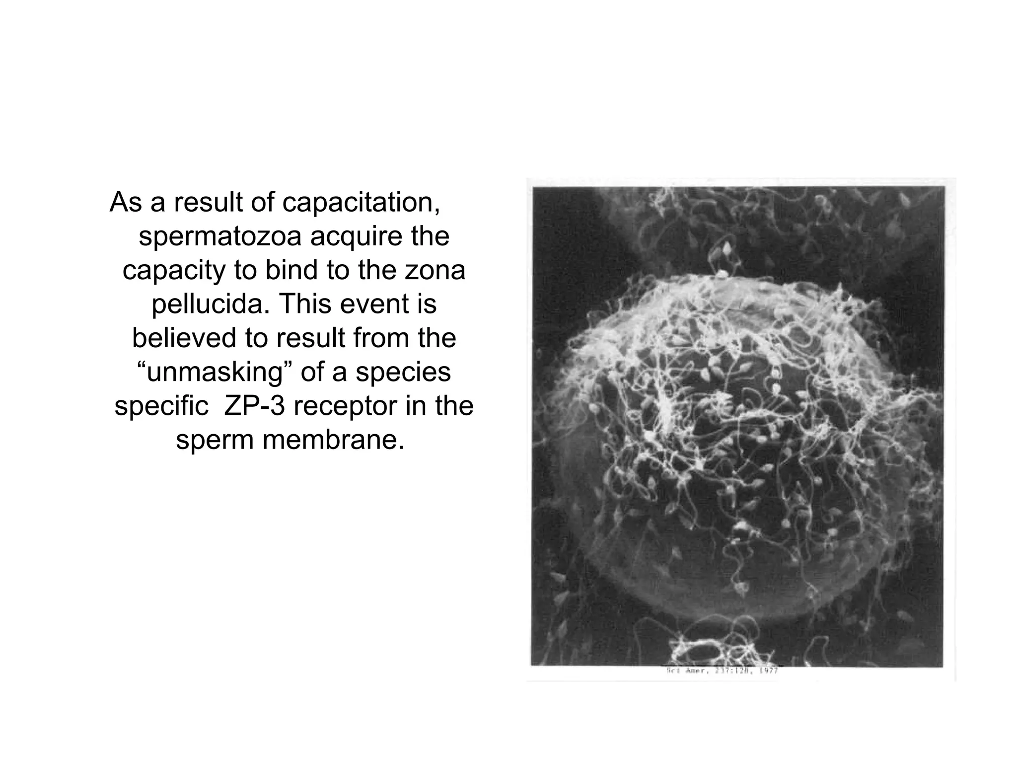 Fertilization, implantaion and embryology | PPT