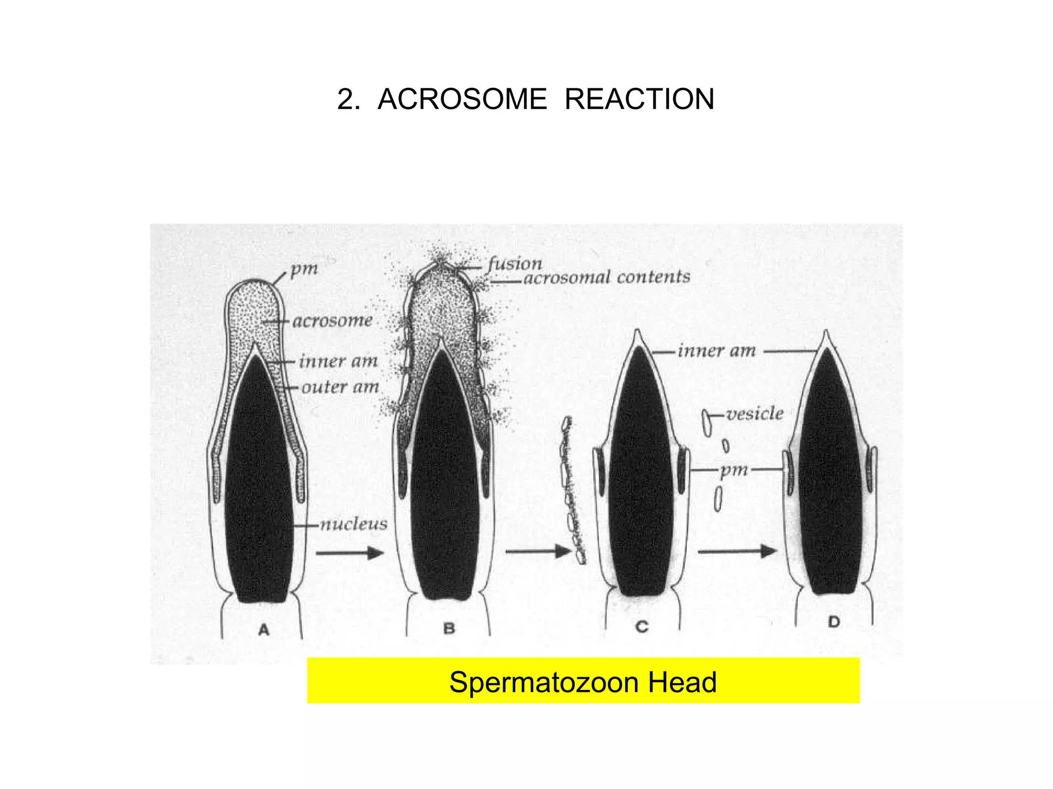 Fertilization, implantaion and embryology | PPT